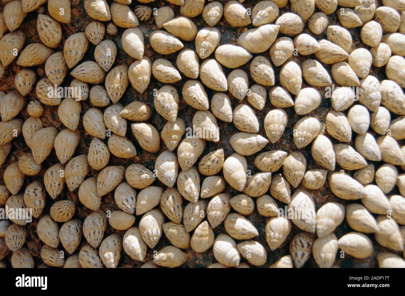 Land snails on a frankincense tree. These snails are aestivating, which ...