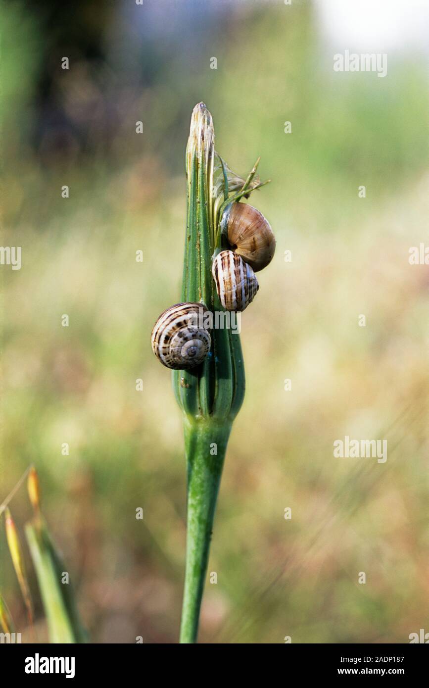 Snails (class Gastropoda) on the bud of a plant. Snails are gastropods ...
