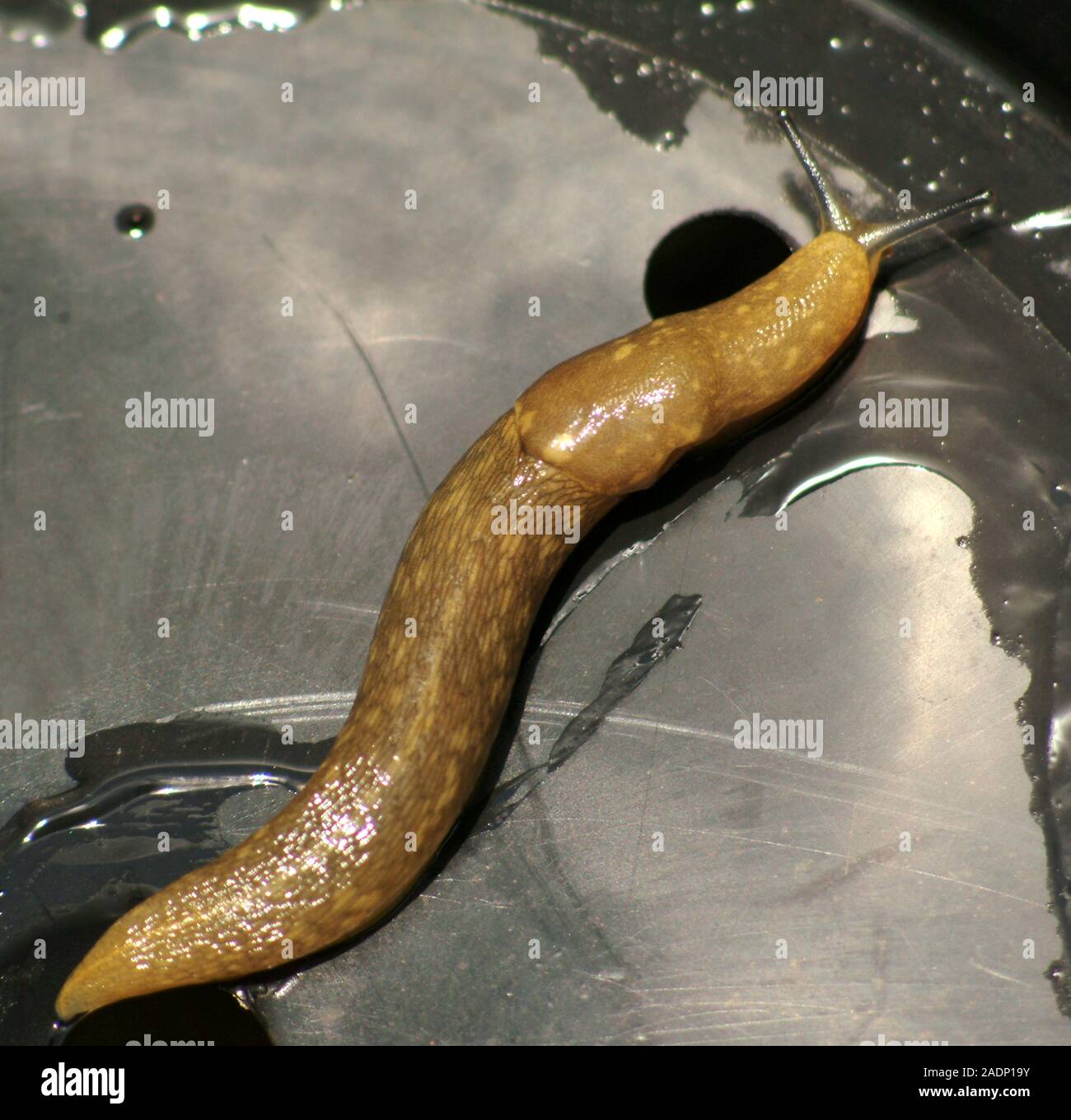 Limax flavus. Yellow slug garden pest Stock Photo - Alamy