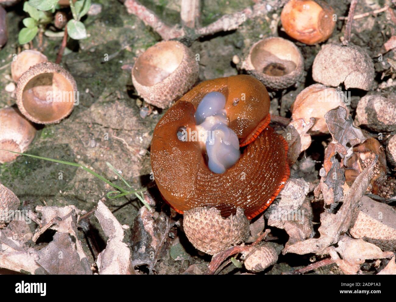 Arion rufus. Red slug 2 animals mating hermaphrodites exchanging sperm ...