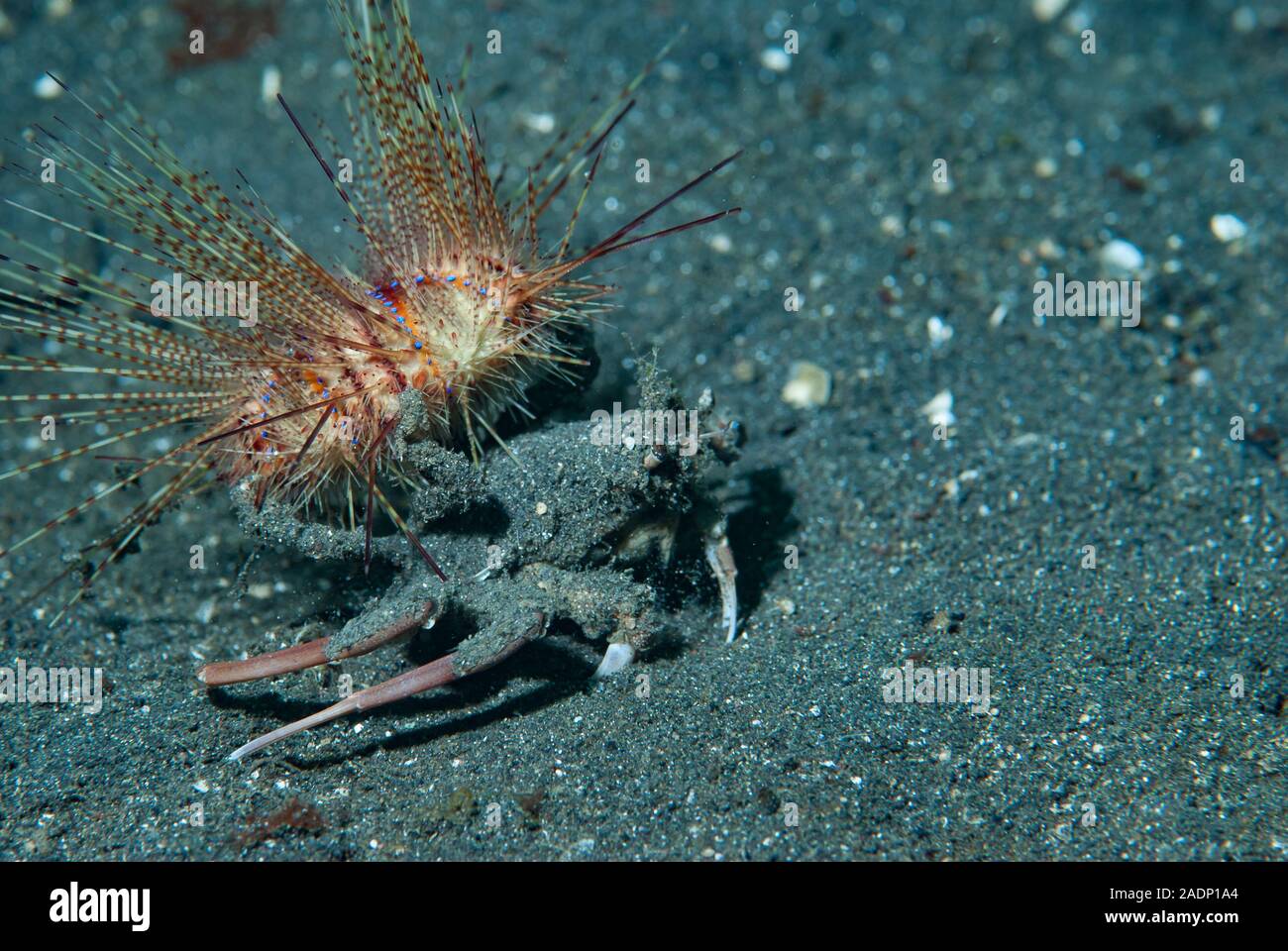 Crab carrying a sea urchin for protection Stock Photo - Alamy