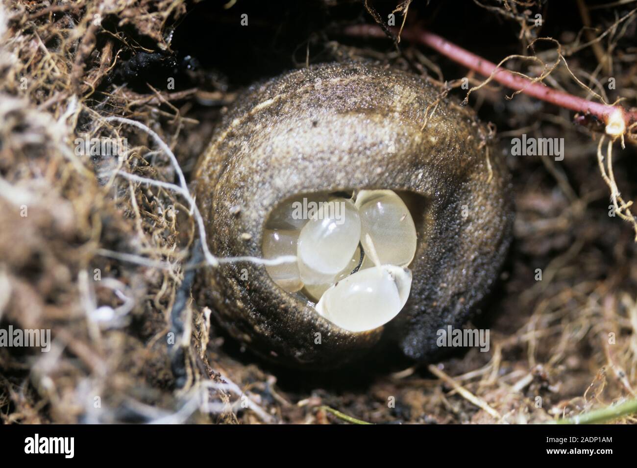 Slug (family Veronicellidae) curled around its eggs. Photographed in ...