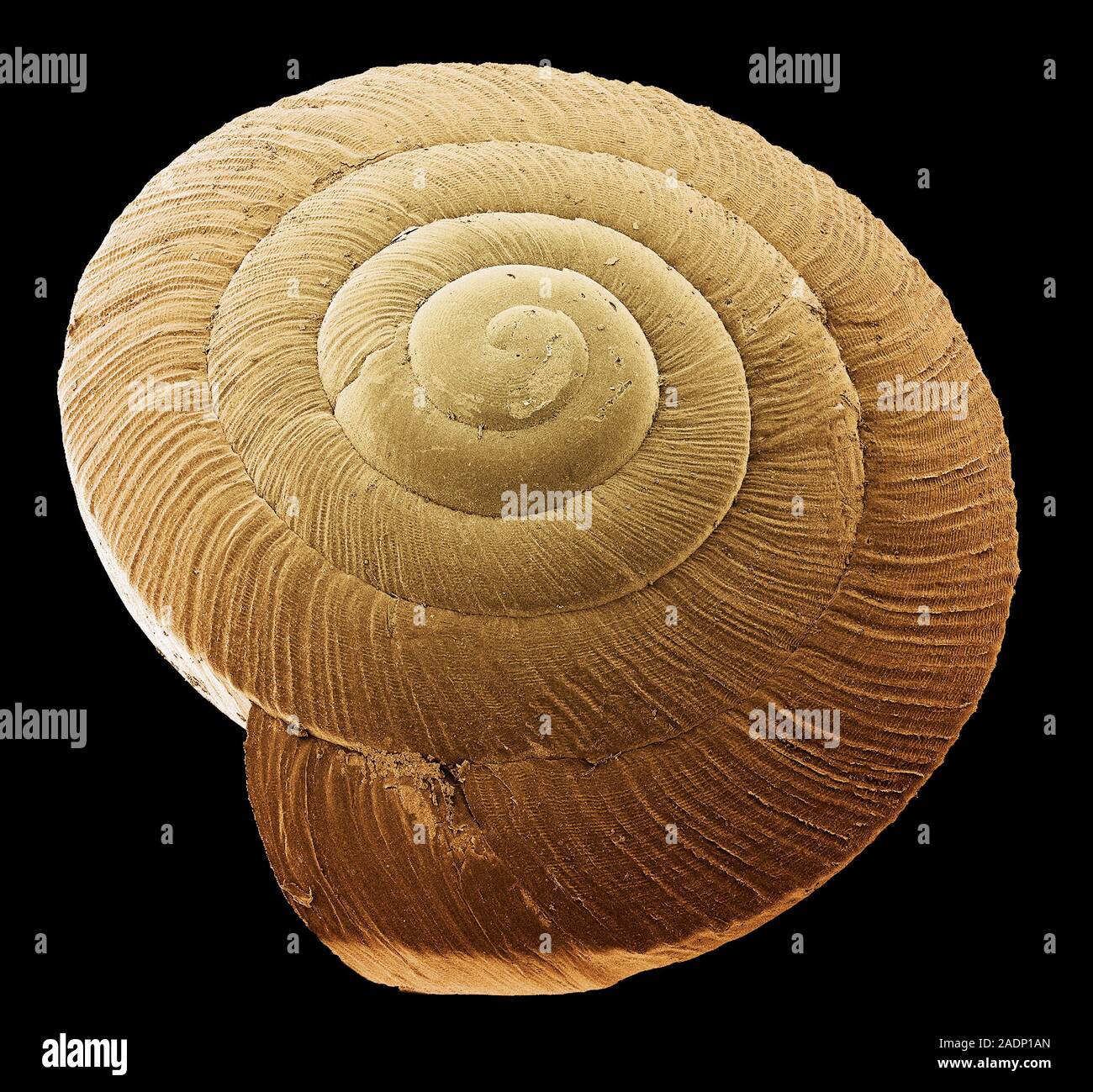 Snail shell. Coloured scanning electron micrograph (SEM) of a snail's ...