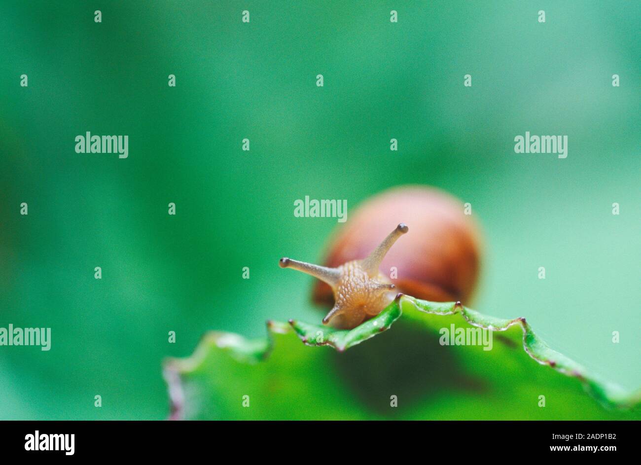 Snail (Capaea hortensis) feeding on a leaf. The tentacles of this snail ...