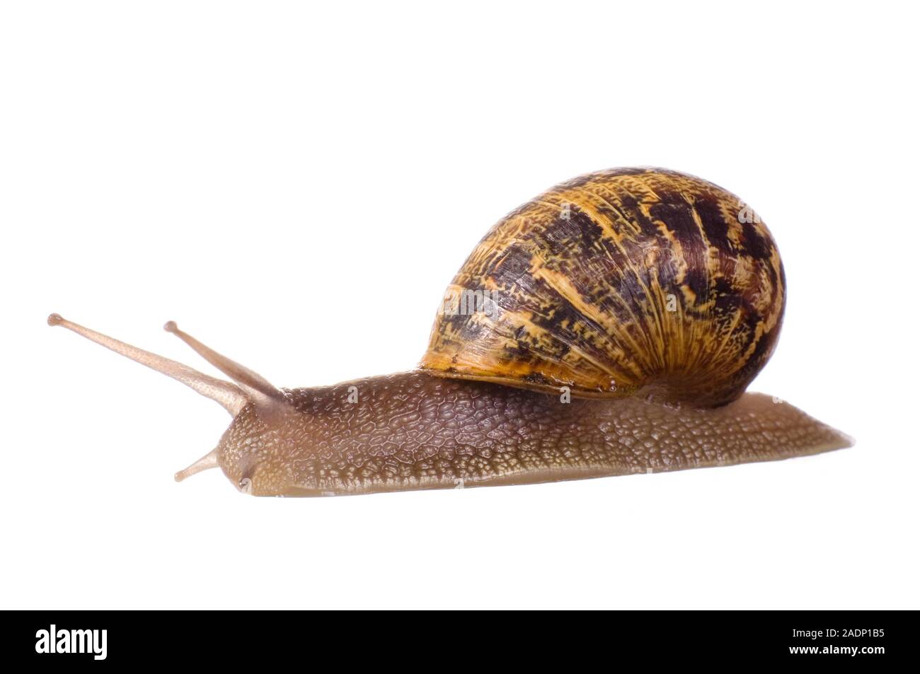 Garden snail (Helix aspersa). Snails orientate themselves with their ...