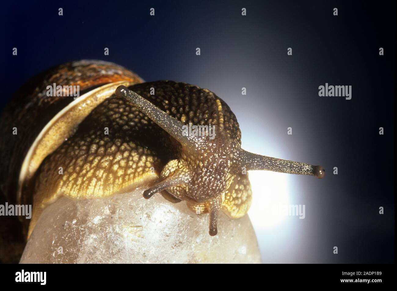 Garden snail (Helix aspersa). Snails orientate themselves with their ...