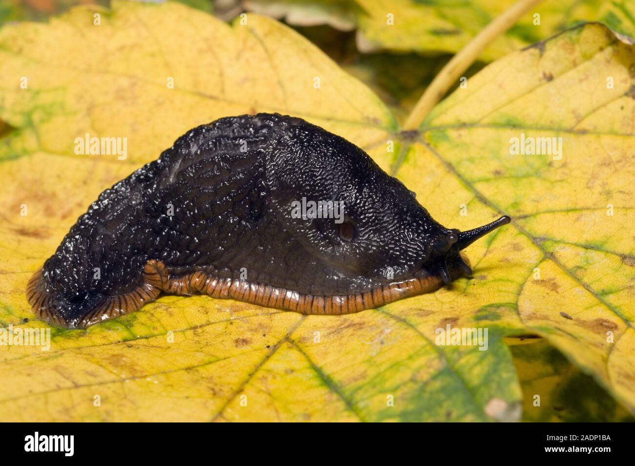 Great black slug (Arion ater) on a leaf. Slugs are hermaphrodites. This ...