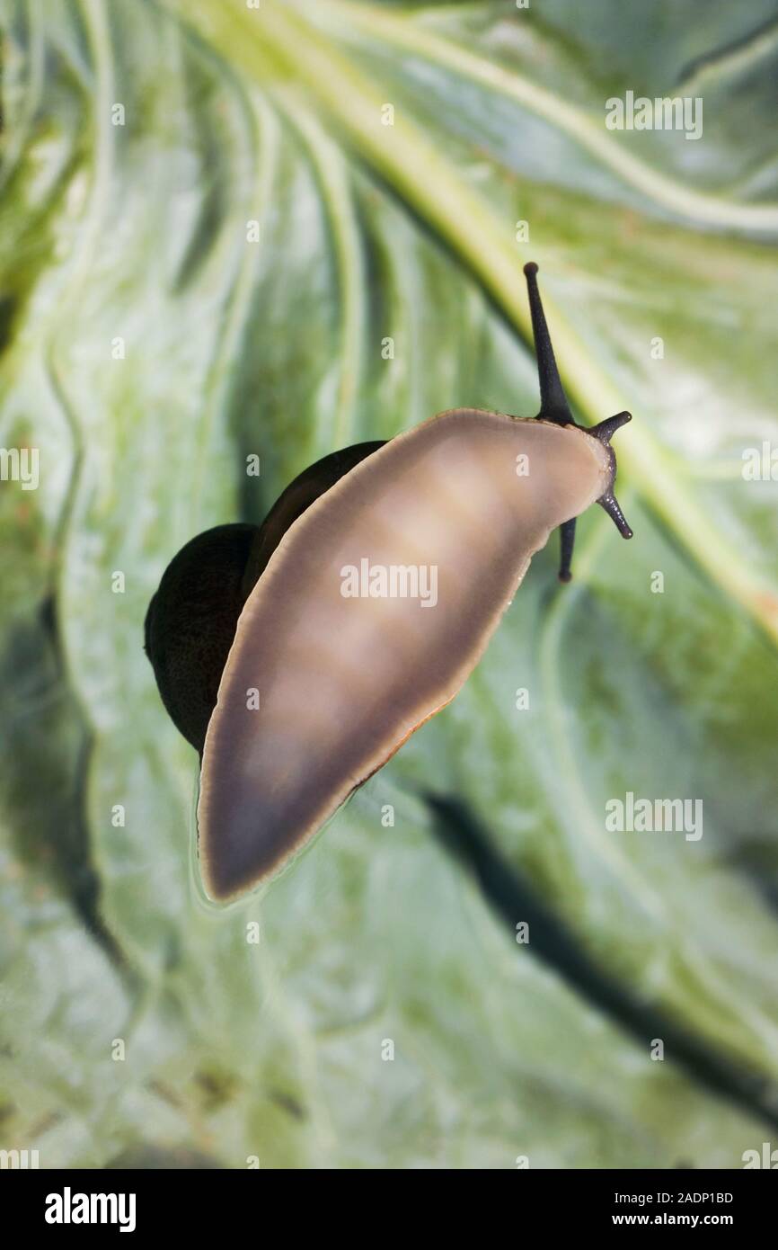 Snail foot. Foot of a garden snail (Helix aspersa) crawling over glass ...