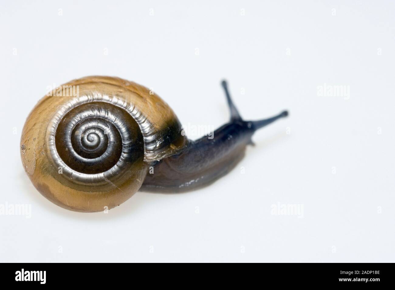 Snail (class Gastropoda Stock Photo - Alamy