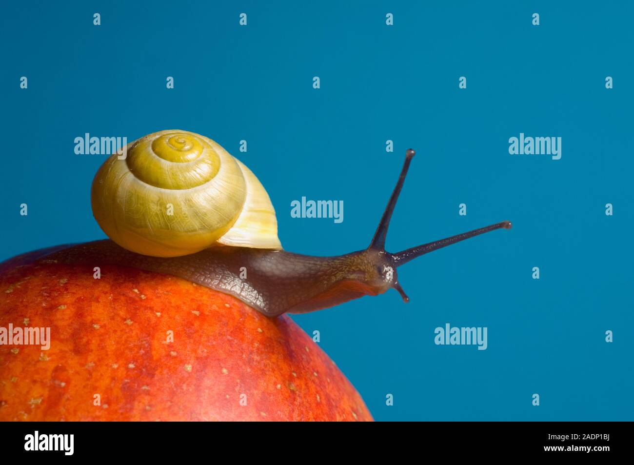 Snail (class Gastropoda) on an apple Stock Photo - Alamy