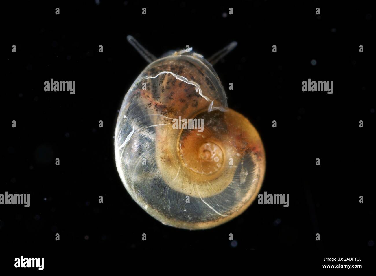 Ramshorn snail (Family Planorbidae). This freshwater snail has a ...