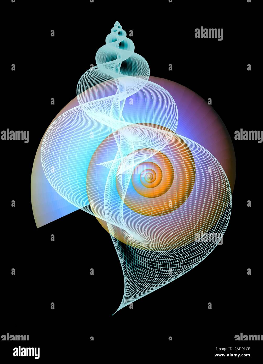 Snail shell, abstract artwork Stock Photo - Alamy