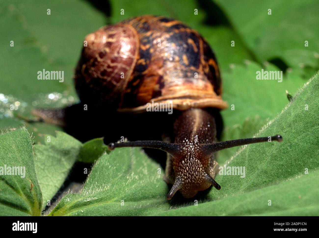 Garden snail (Helix aspersa) on a leaf. Snails orientate themselves ...