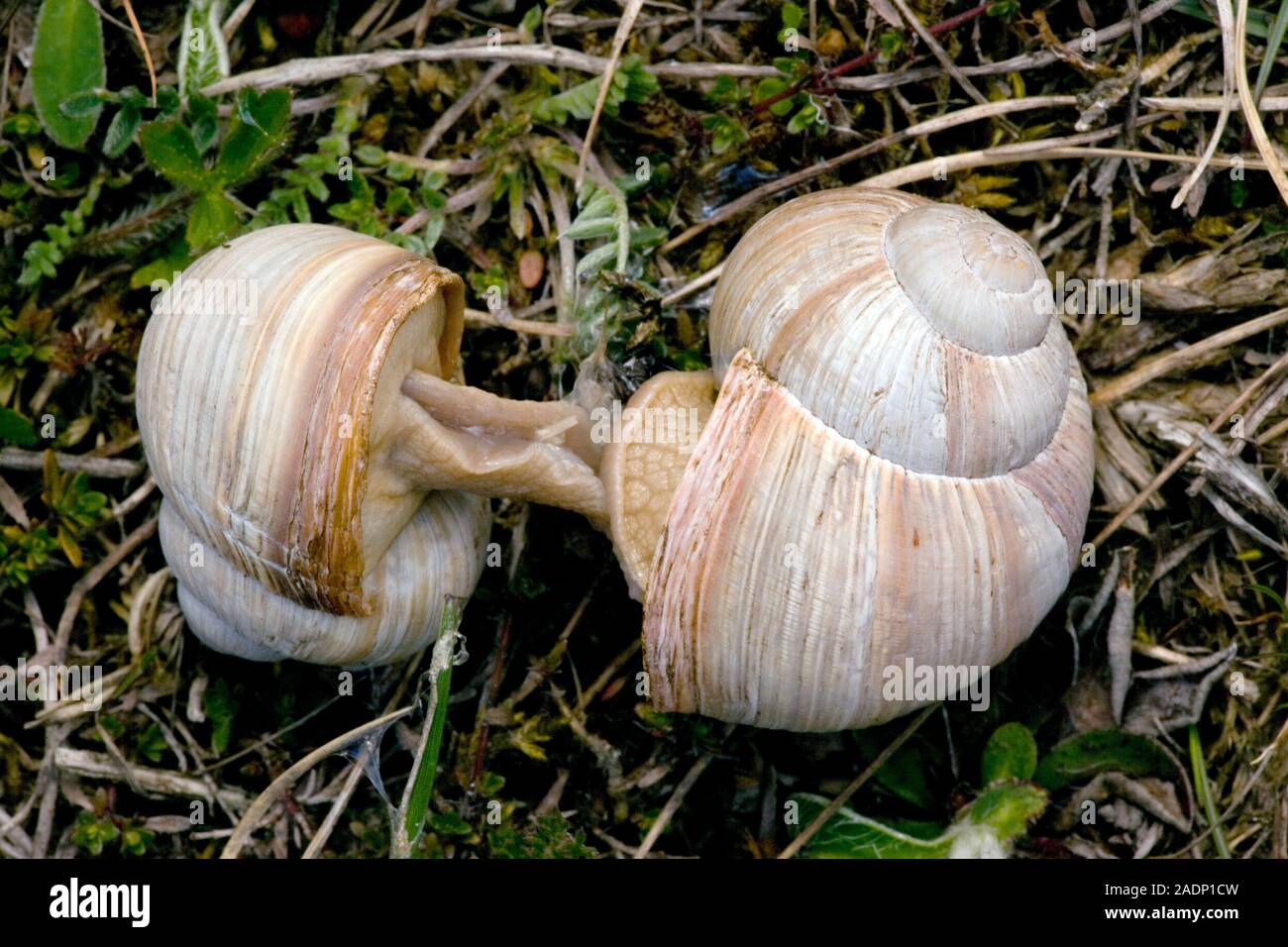 Roman snails (Helix pomatia) mating. Photographed in Sweden Stock Photo ...