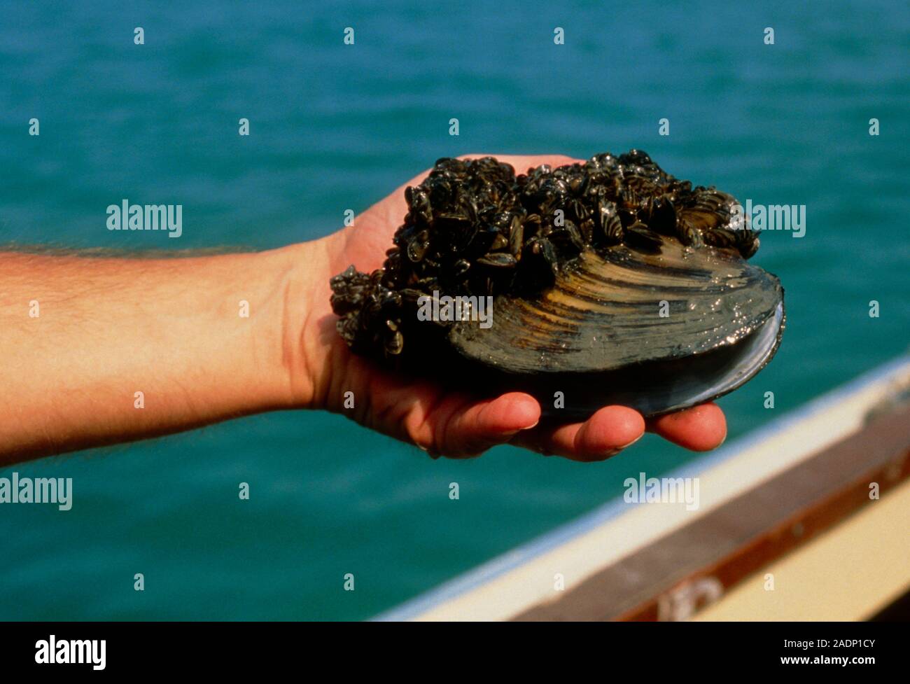 Zebra mussels. Hand holds a large Zebra mussel Dreissena polymorpha ...