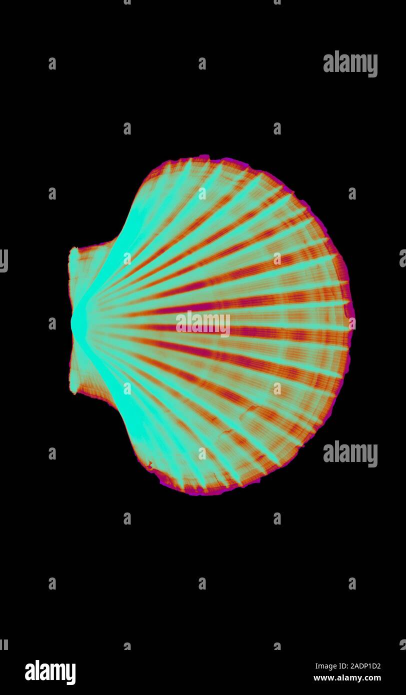 Scallop shell. Coloured X-ray of a scallop shell, Pecten sp.. A type of ...