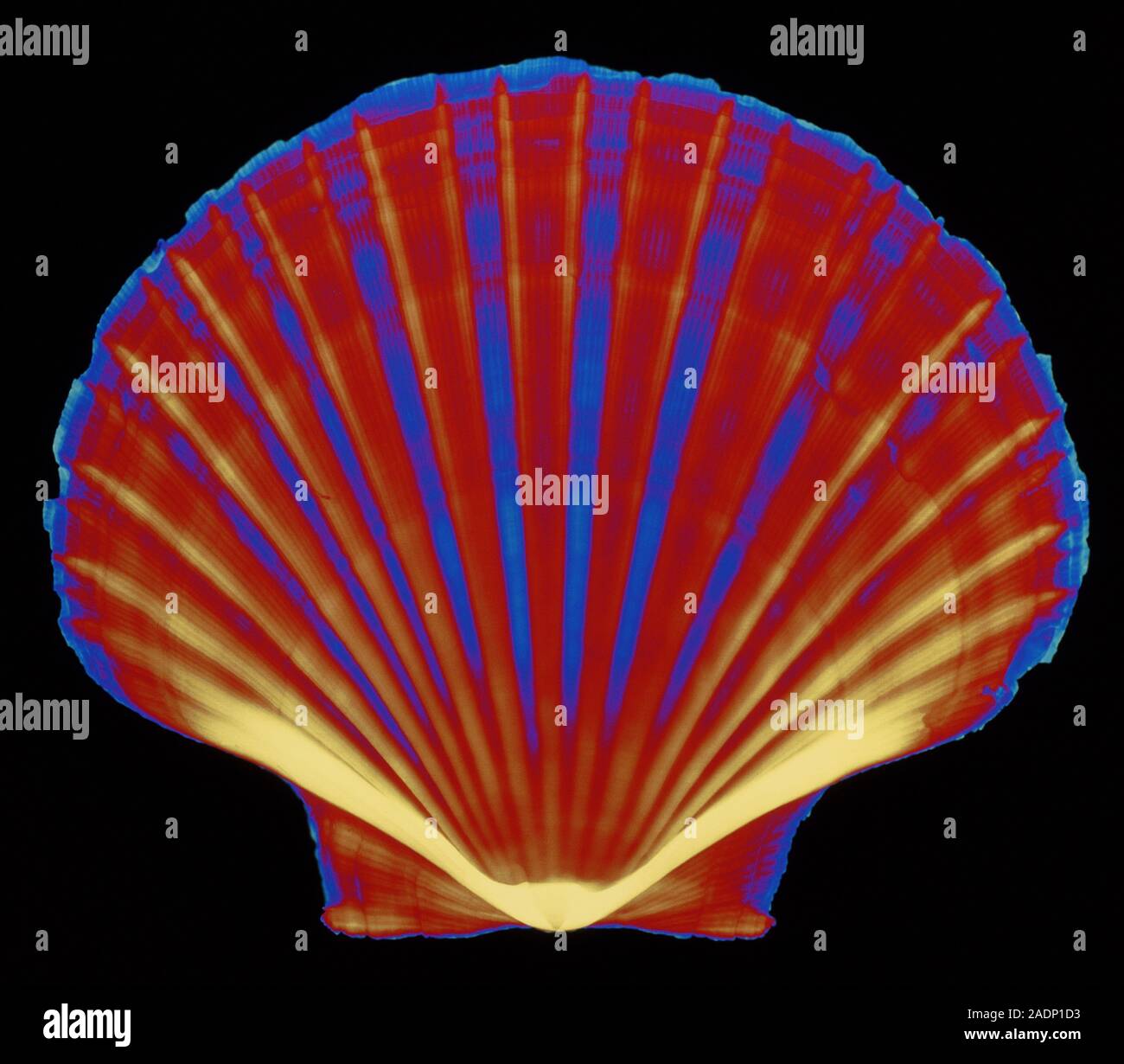 Scallop shell. Coloured X-ray of a scallop shell, Pecten sp.. A type of ...