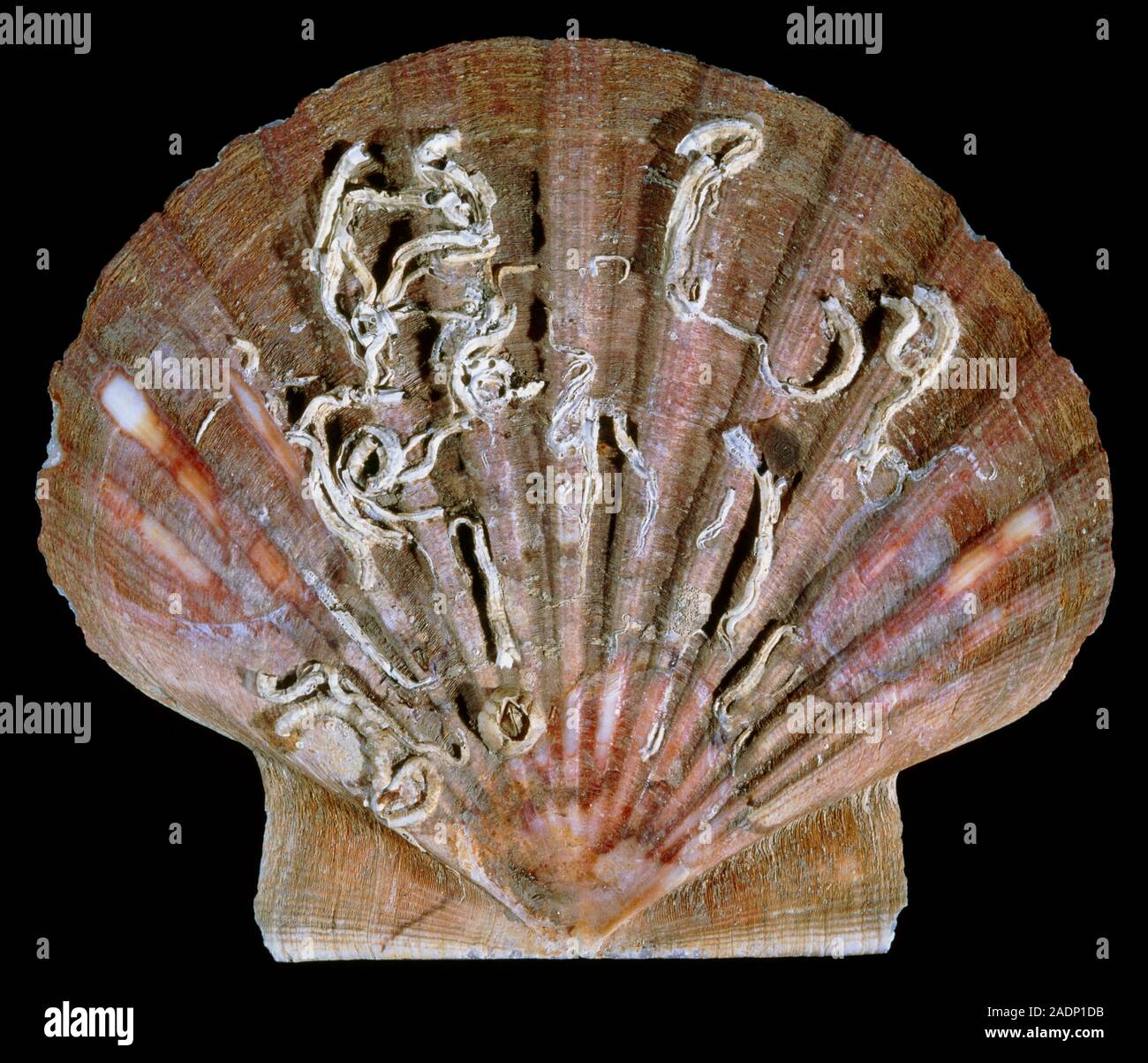 Scallop shell. View of a scallop shell, a type of bivalve mollusc. The ...