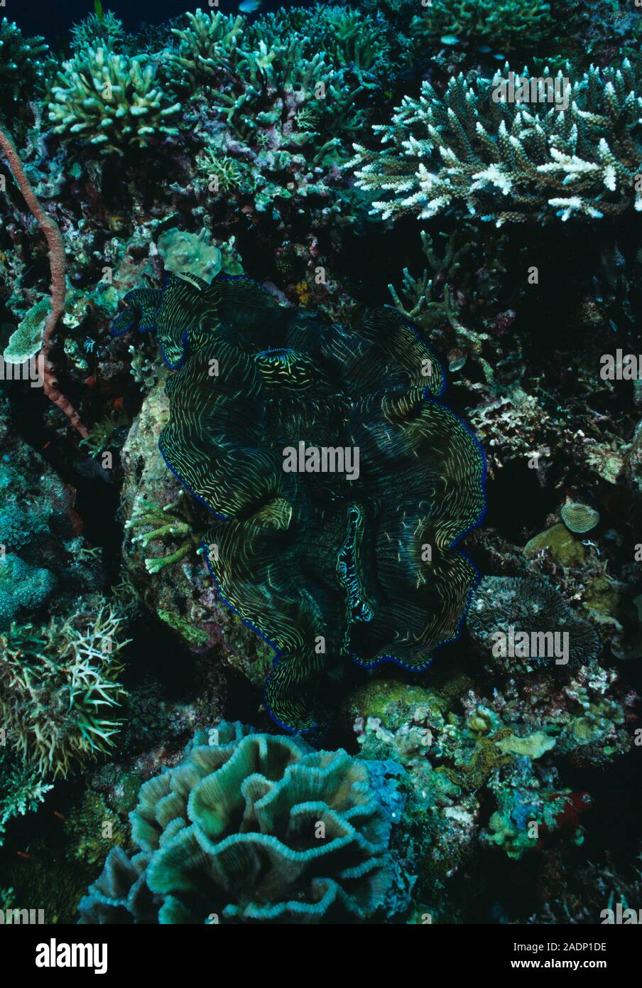 Giant clam (Tridacna gigas). This is the largest living bivalve mollusc ...