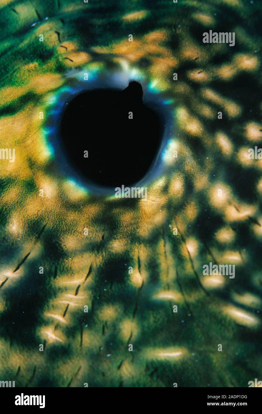 Giant clam siphon. Close-up of the siphon tube (black) of a giant clam ...