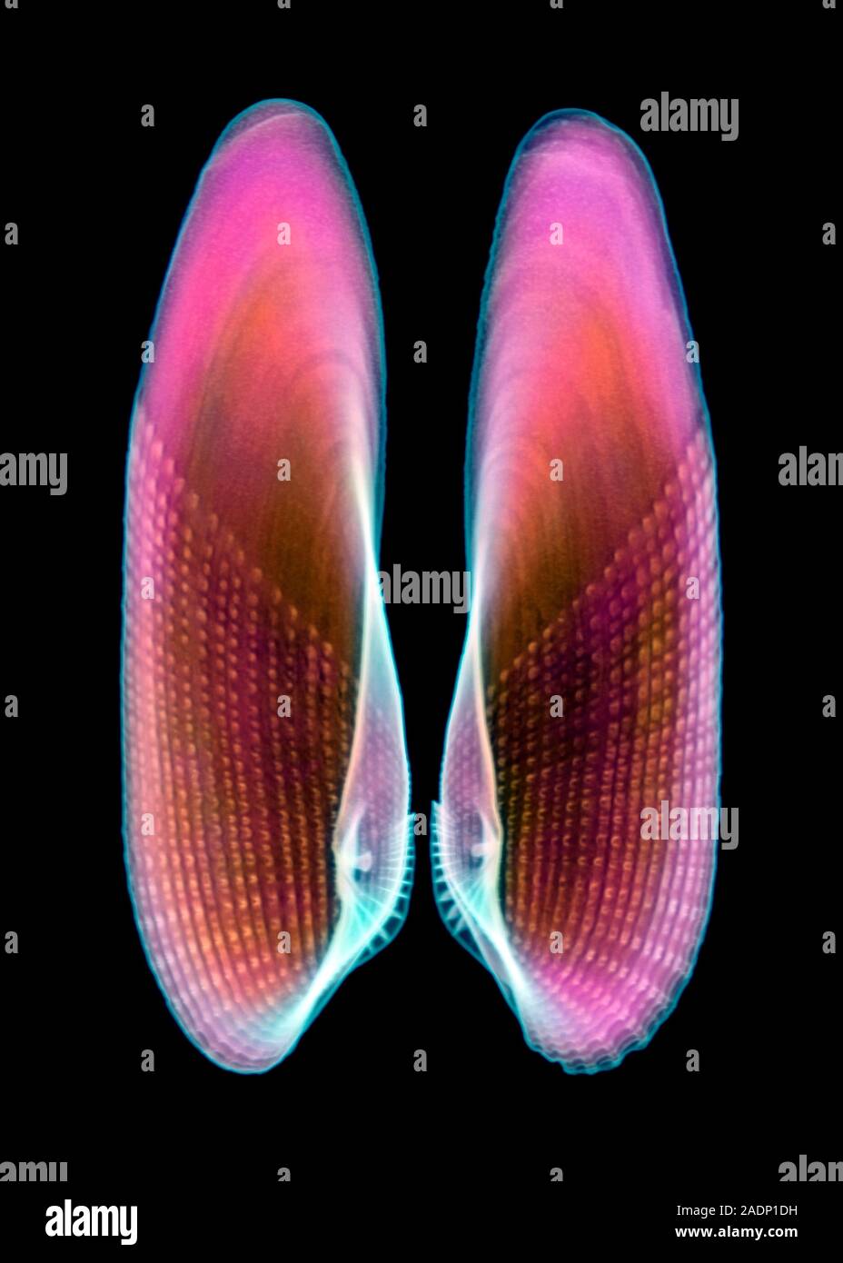 Angel wing shell (Cyrtopleura costata), coloured X-ray. The angel wing ...