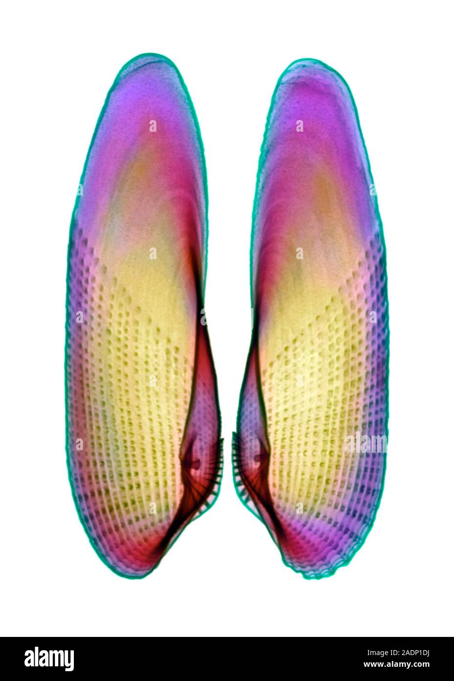 Angel wing shell (Cyrtopleura costata), coloured X-ray. The angel wing ...