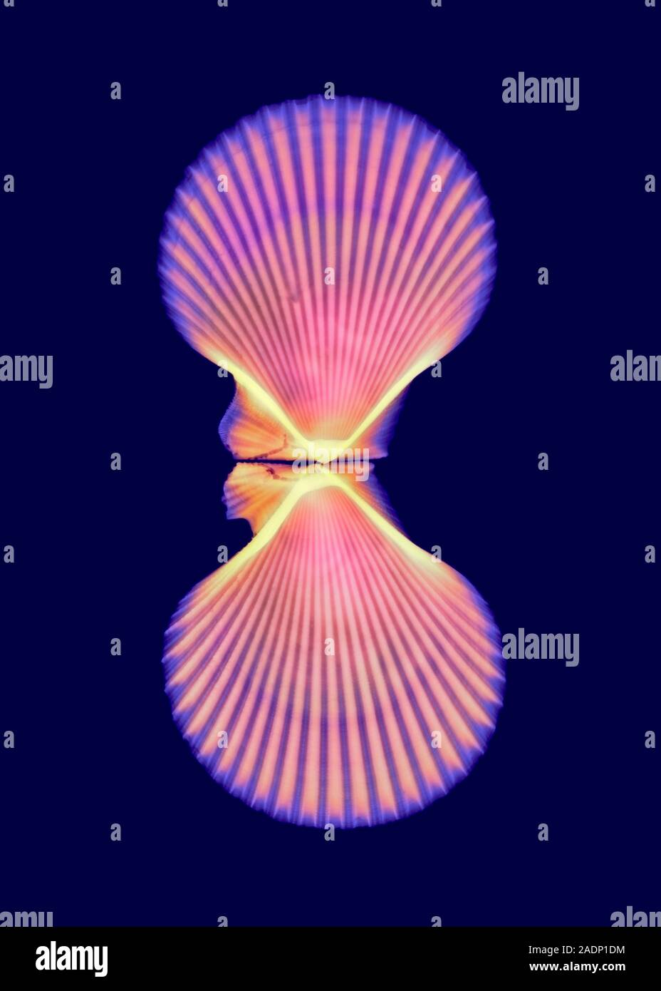 Queen scallop shell (Chlamys delicatula), coloured X-ray. The queen ...