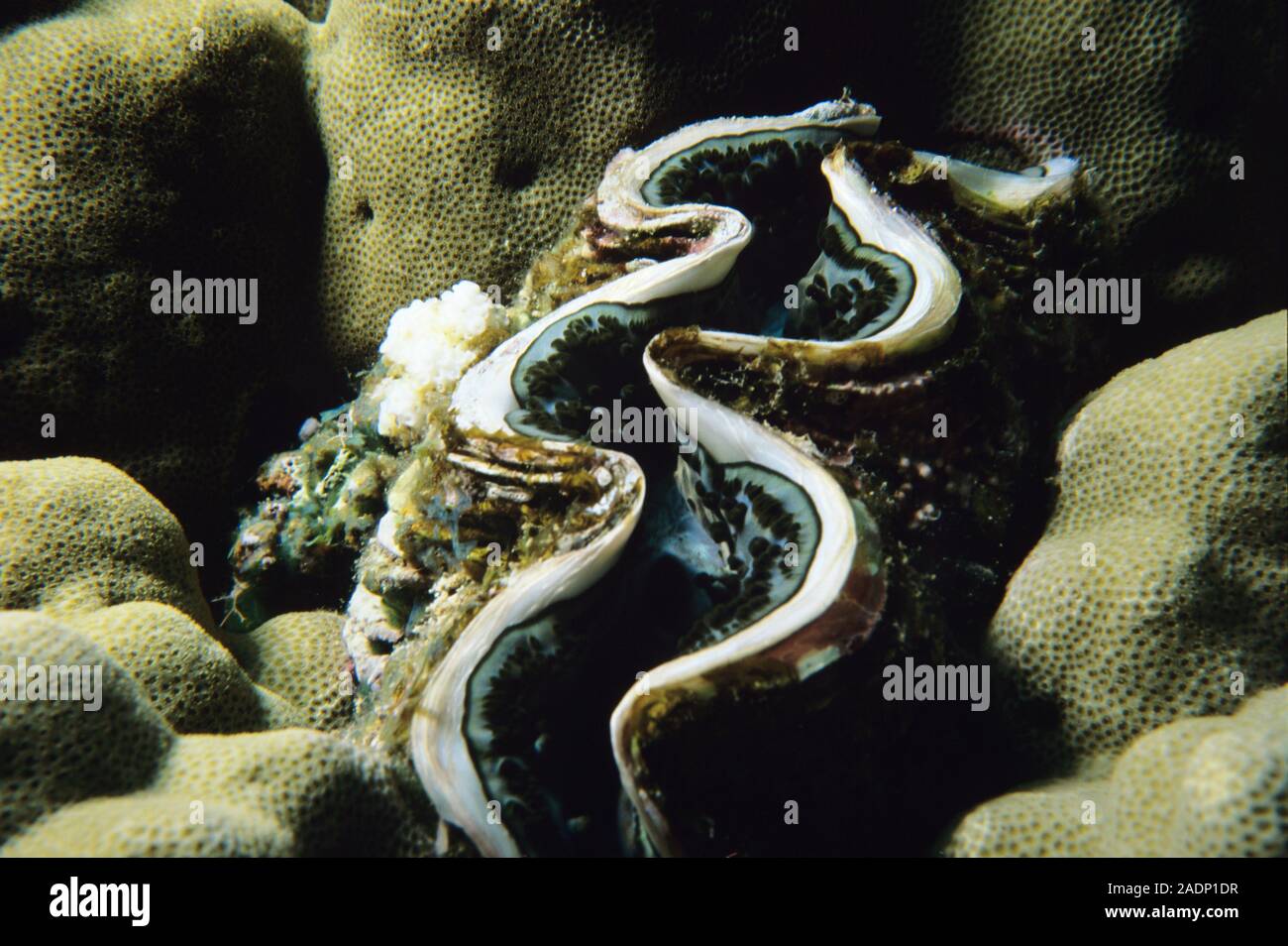 Giant clam (Tridacna sp.) surrounded by coral. The giant clam is the ...