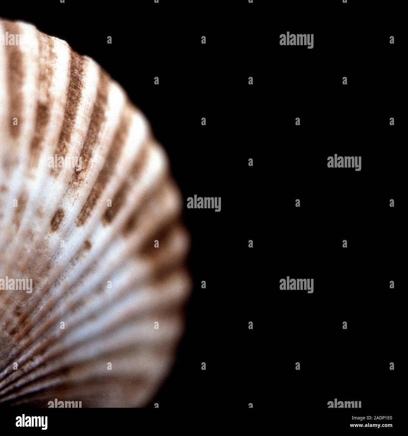 Scallop shell. The scallop is a part of the Pectinidae family of ...