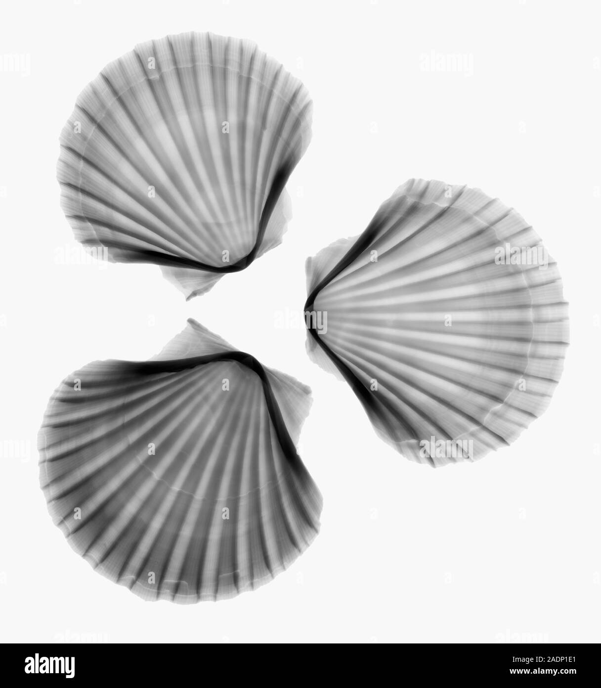 Scallop shells, X-ray Stock Photo - Alamy