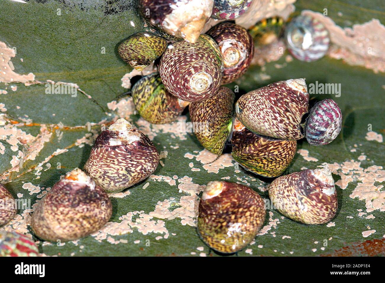 Molluscs. Purple topshell (Gibbula umbilicalis) and thick topshell ...