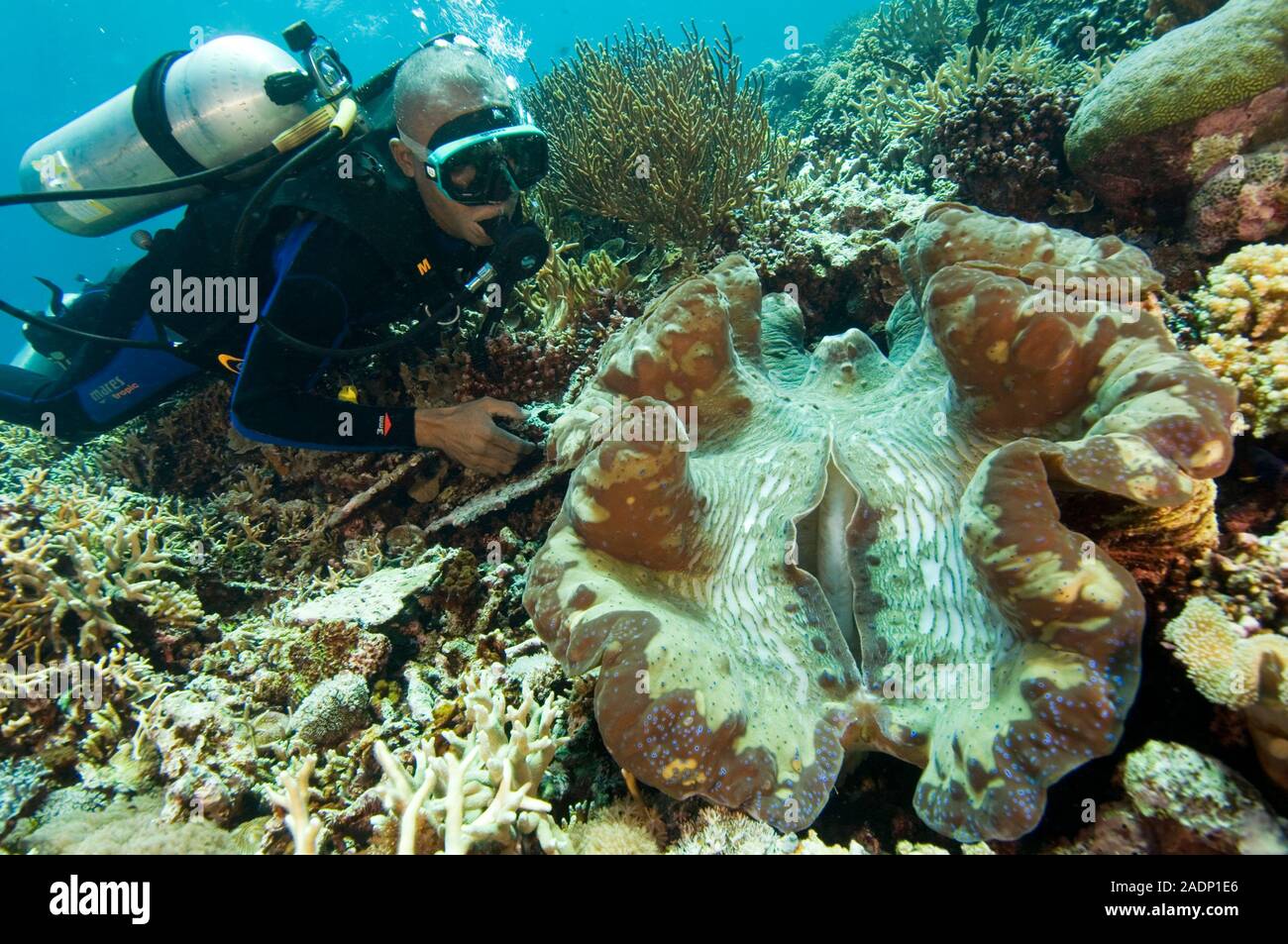 Giant clam. Diver with a giant clam (Tridacna gigas). These animals can ...