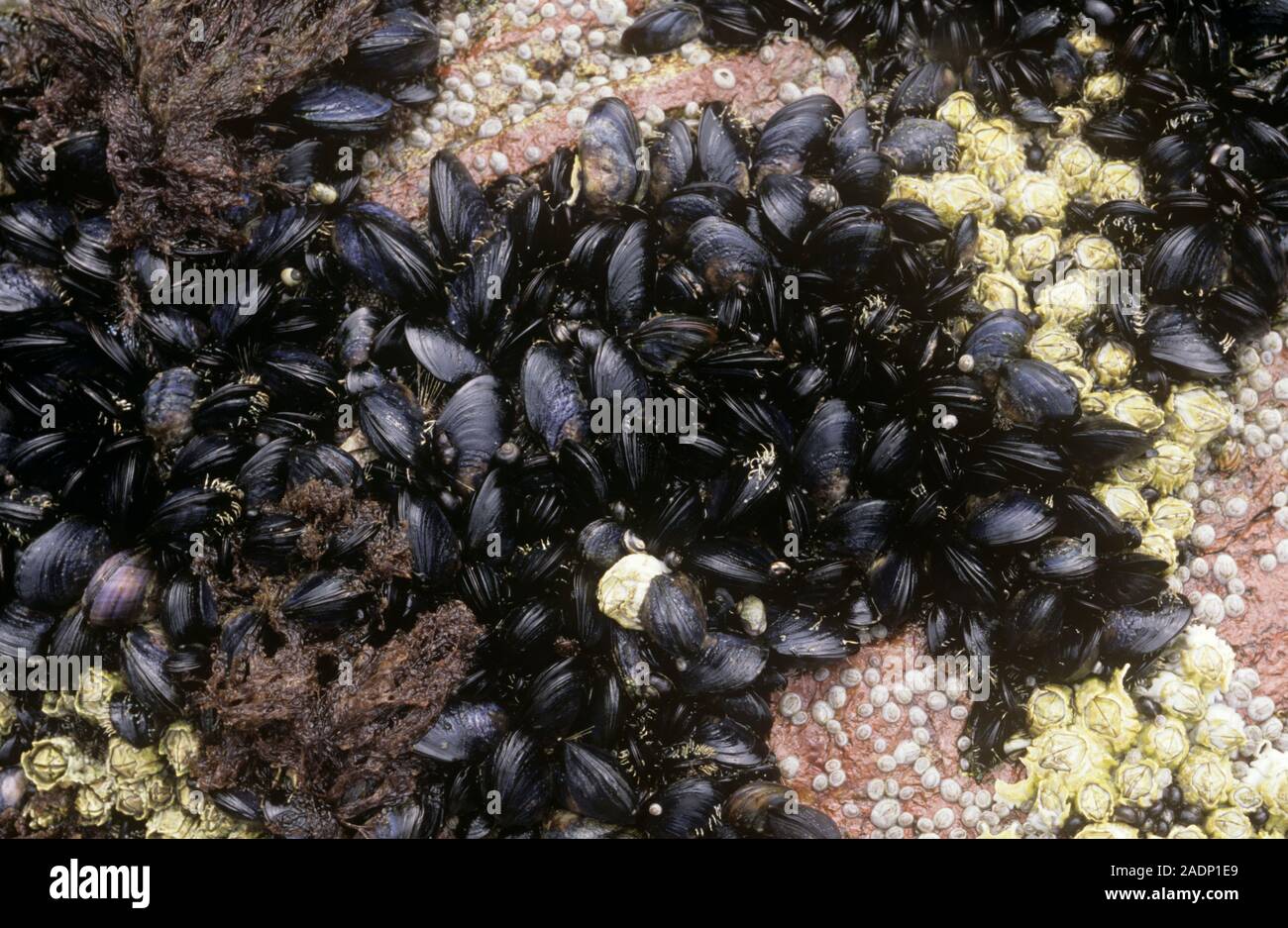 Common Mussels (Mytilus edulis) exposed on a rock Stock Photo - Alamy