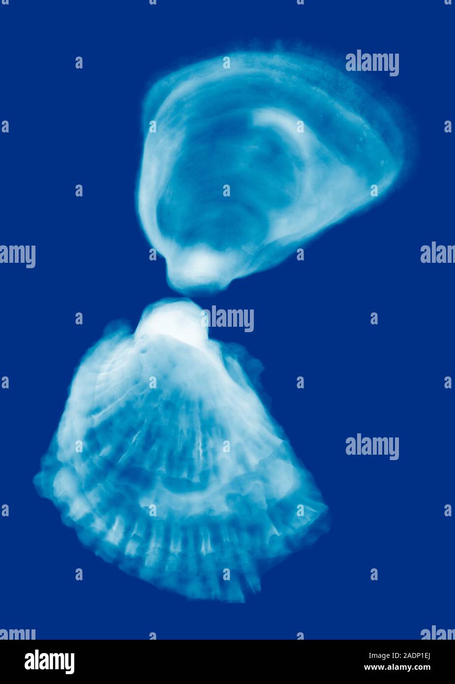 Oyster shells, coloured X-ray Stock Photo - Alamy