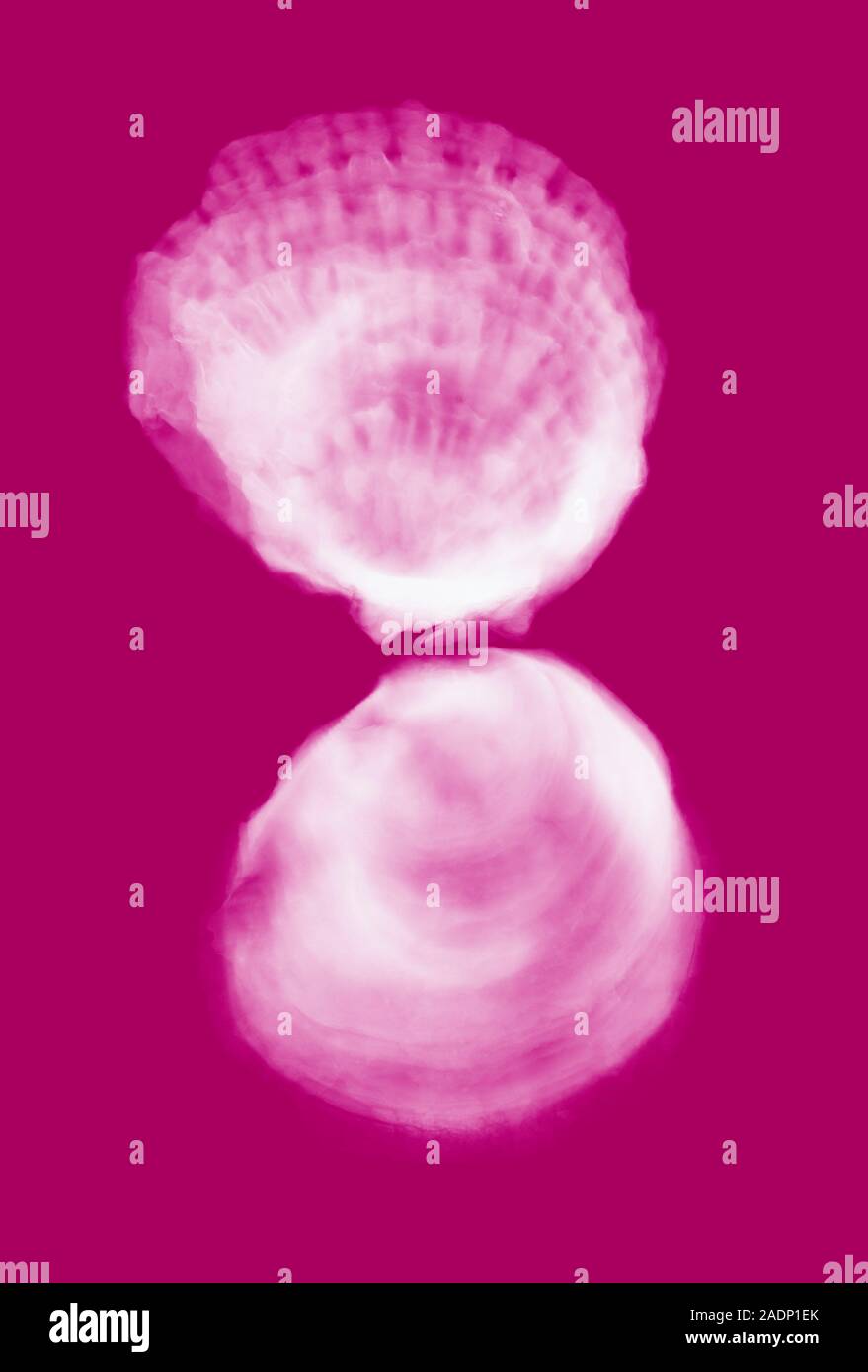 Oyster shells, coloured X-ray Stock Photo - Alamy