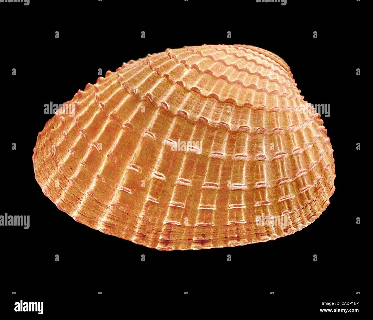 Cockle shell. Coloured scanning electron micrograph (SEM) of the shell ...