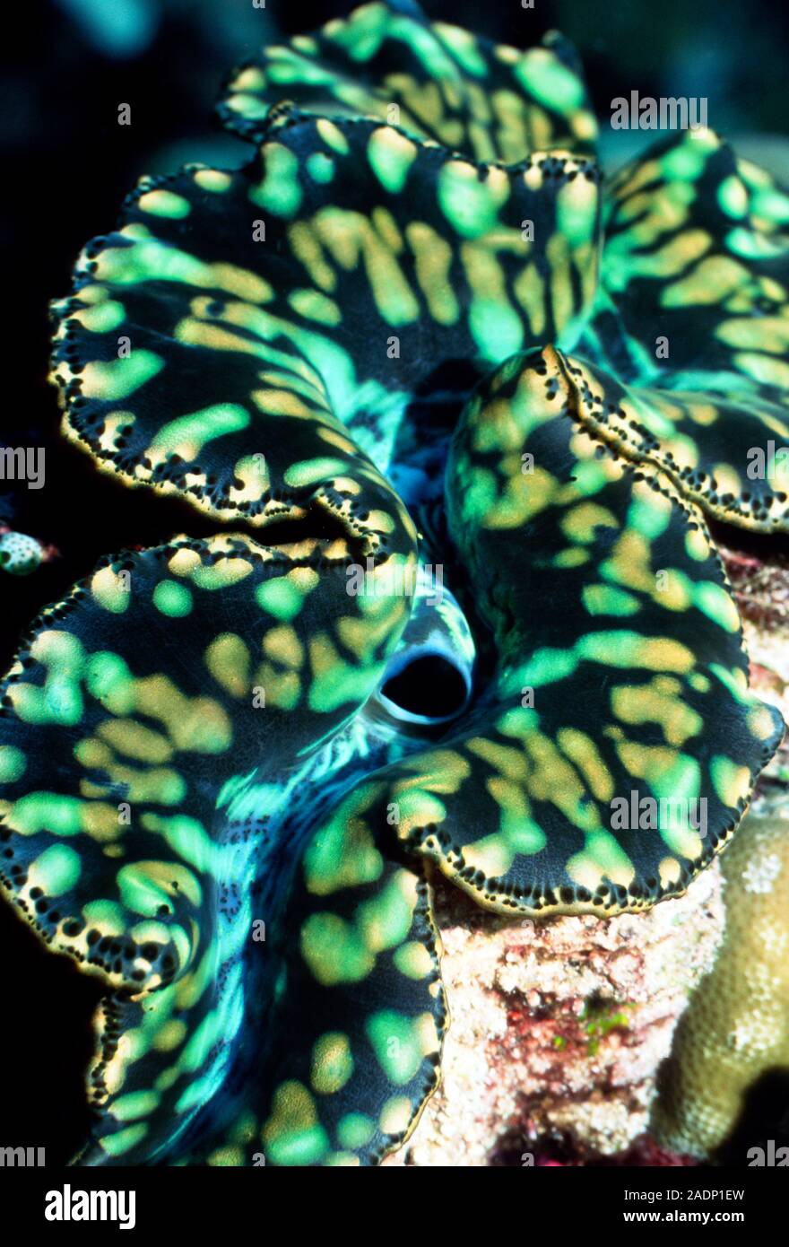 Small giant clam (Tridacna maxima). The small giant clam, also known as ...