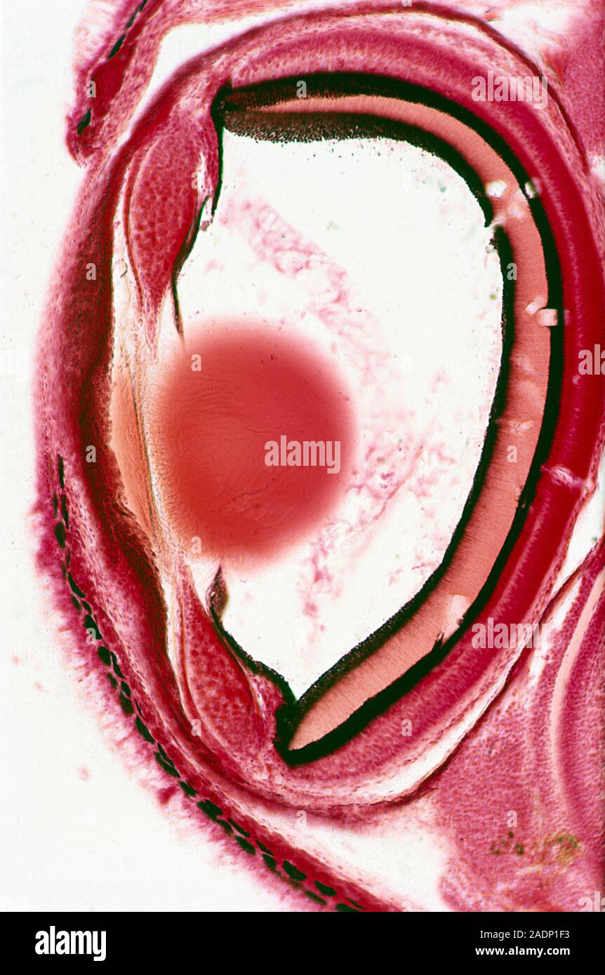Cuttlefish eye. Light micrograph of a transverse section through the ...
