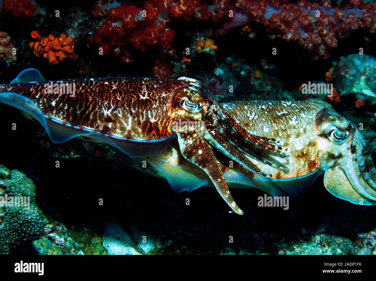Pharaoh cuttlefish (Sepia pharaonis) pair showing the mottled colours ...
