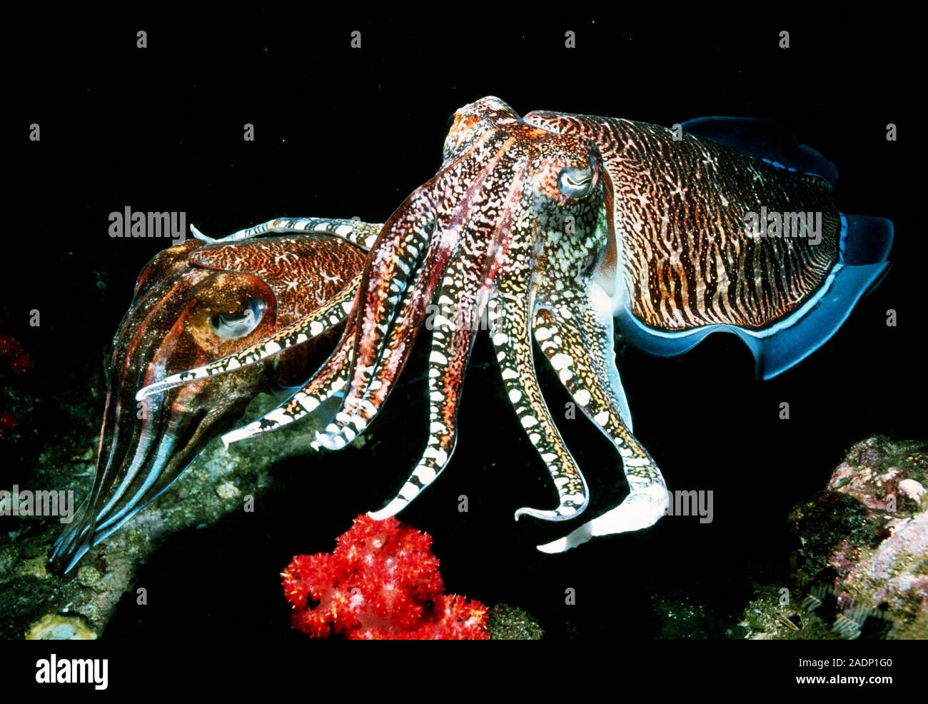 Pharaoh cuttlefish (Sepia pharaonis). The female (left) is laying eggs ...