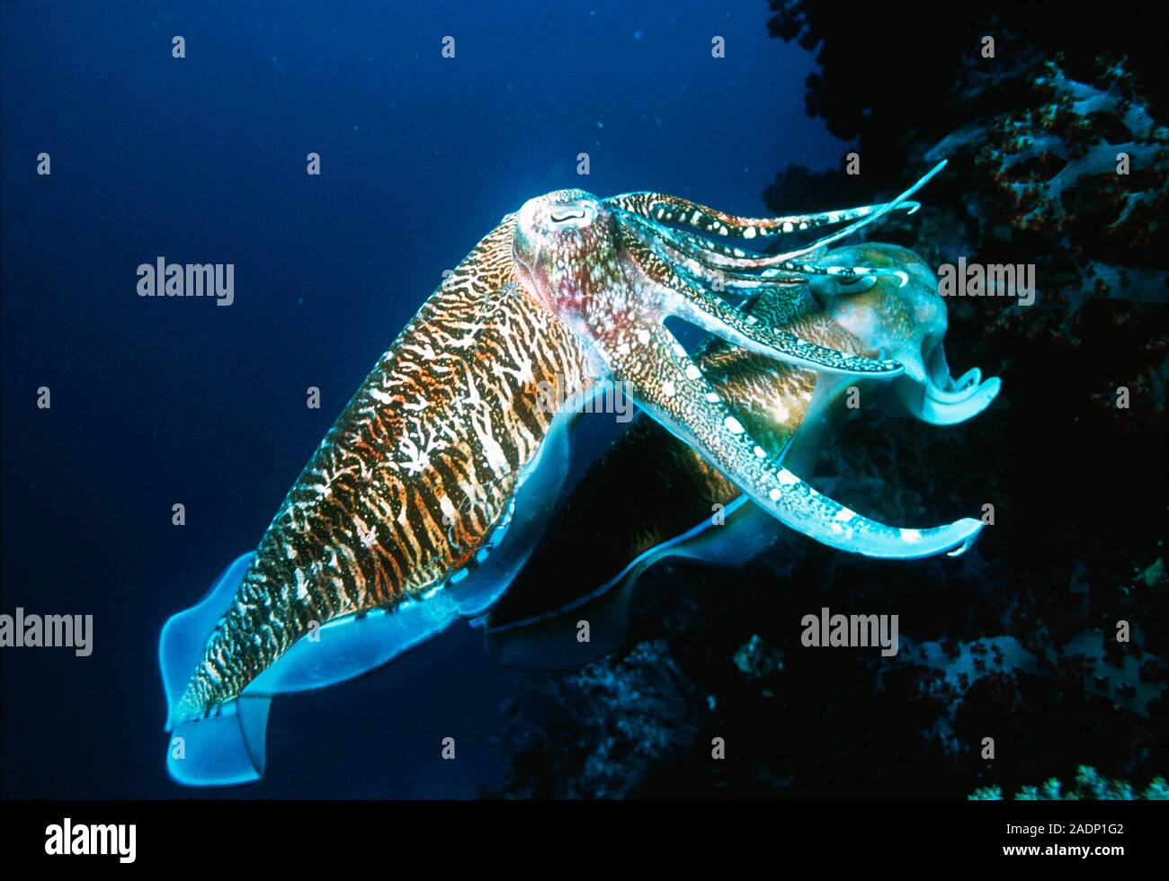 Pharaoh cuttlefish (Sepia pharaonis) courting. The female (right) is ...