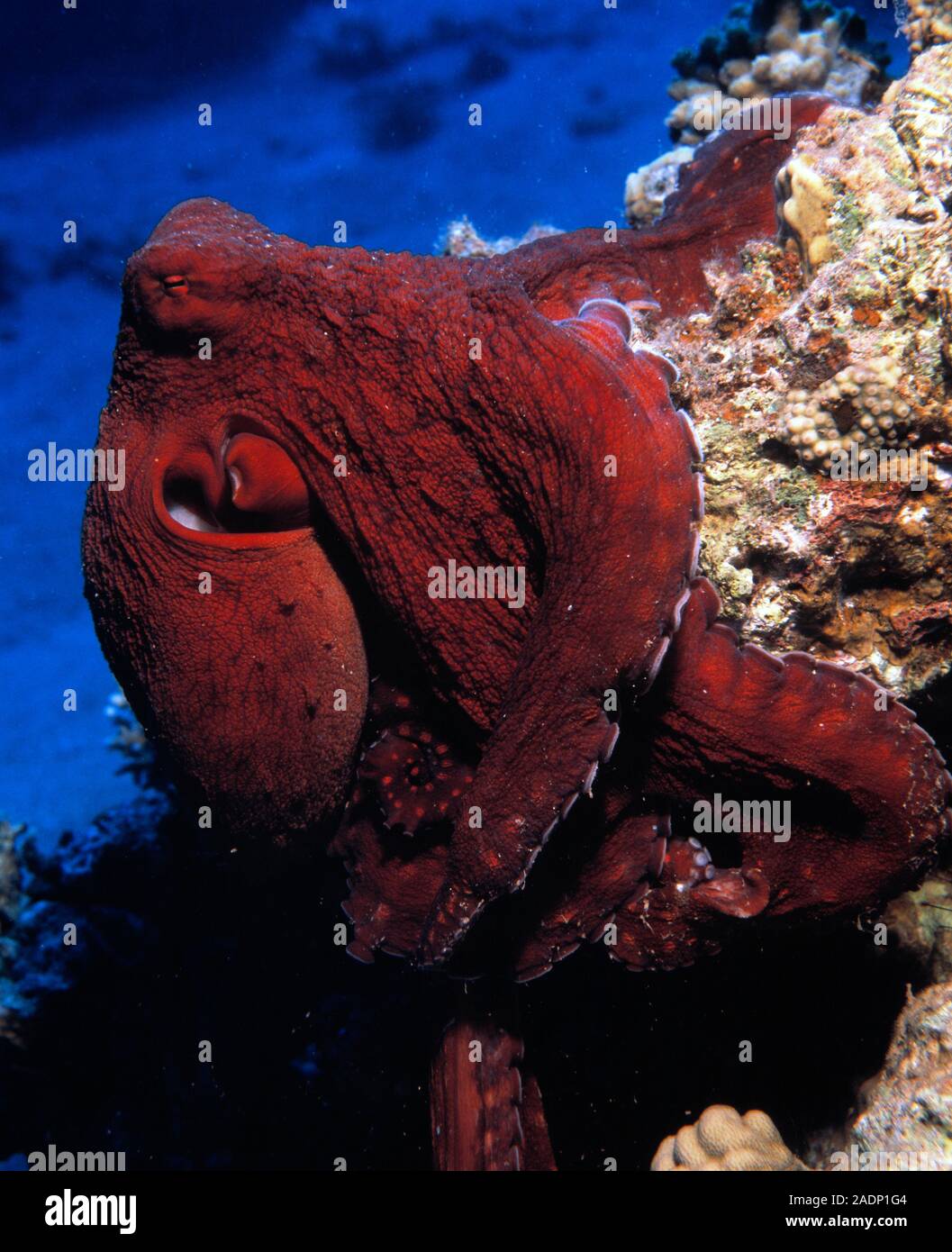 Octopus (Octopus sp.) on a coral reef. This marine invertebrate is a ...
