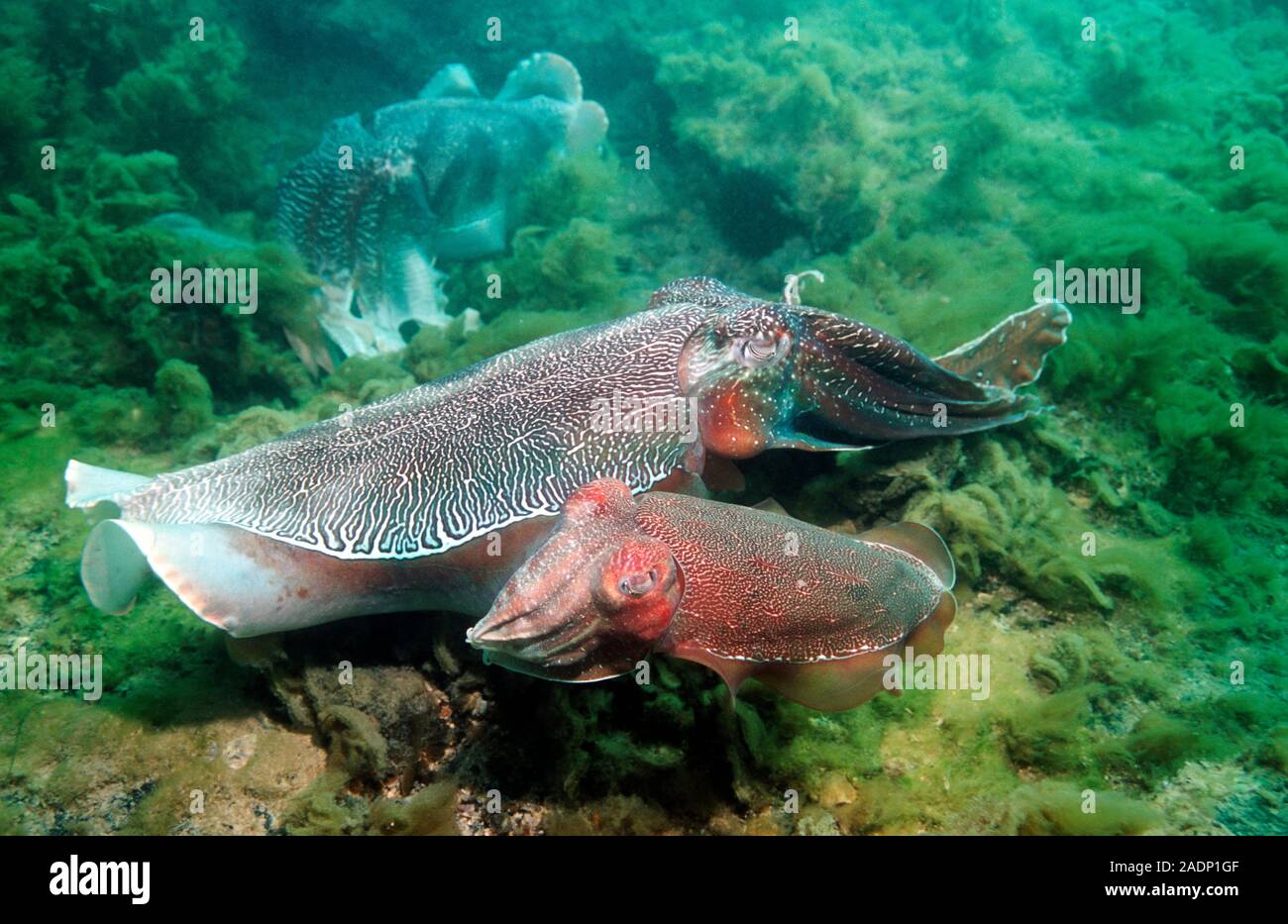 Giant cuttlefish (Sepia apama) couple. The larger male is guarding the ...