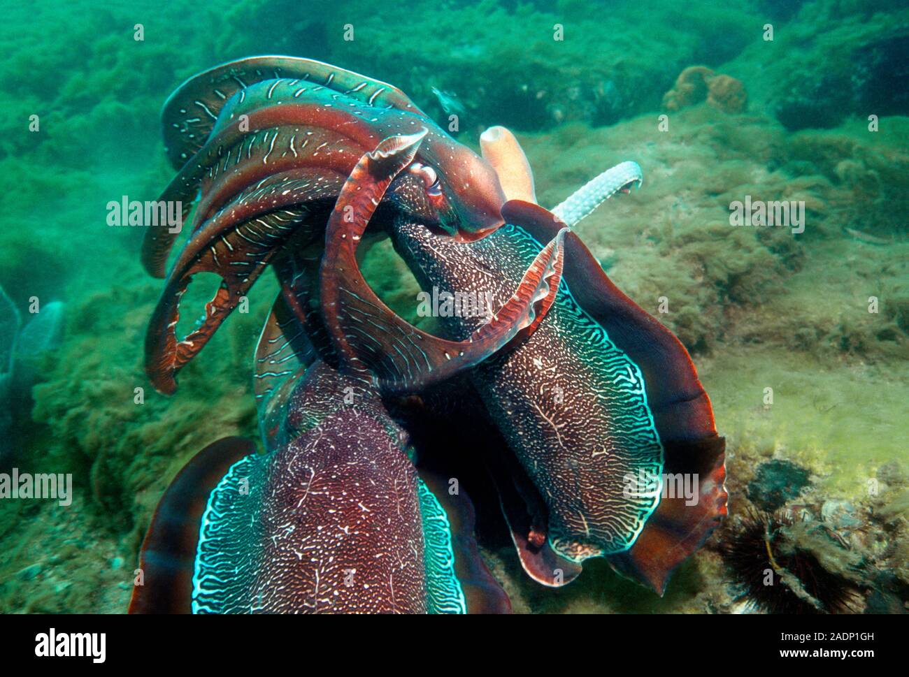 Giant cuttlefish (Sepia apama) males fighting during the breeding ...