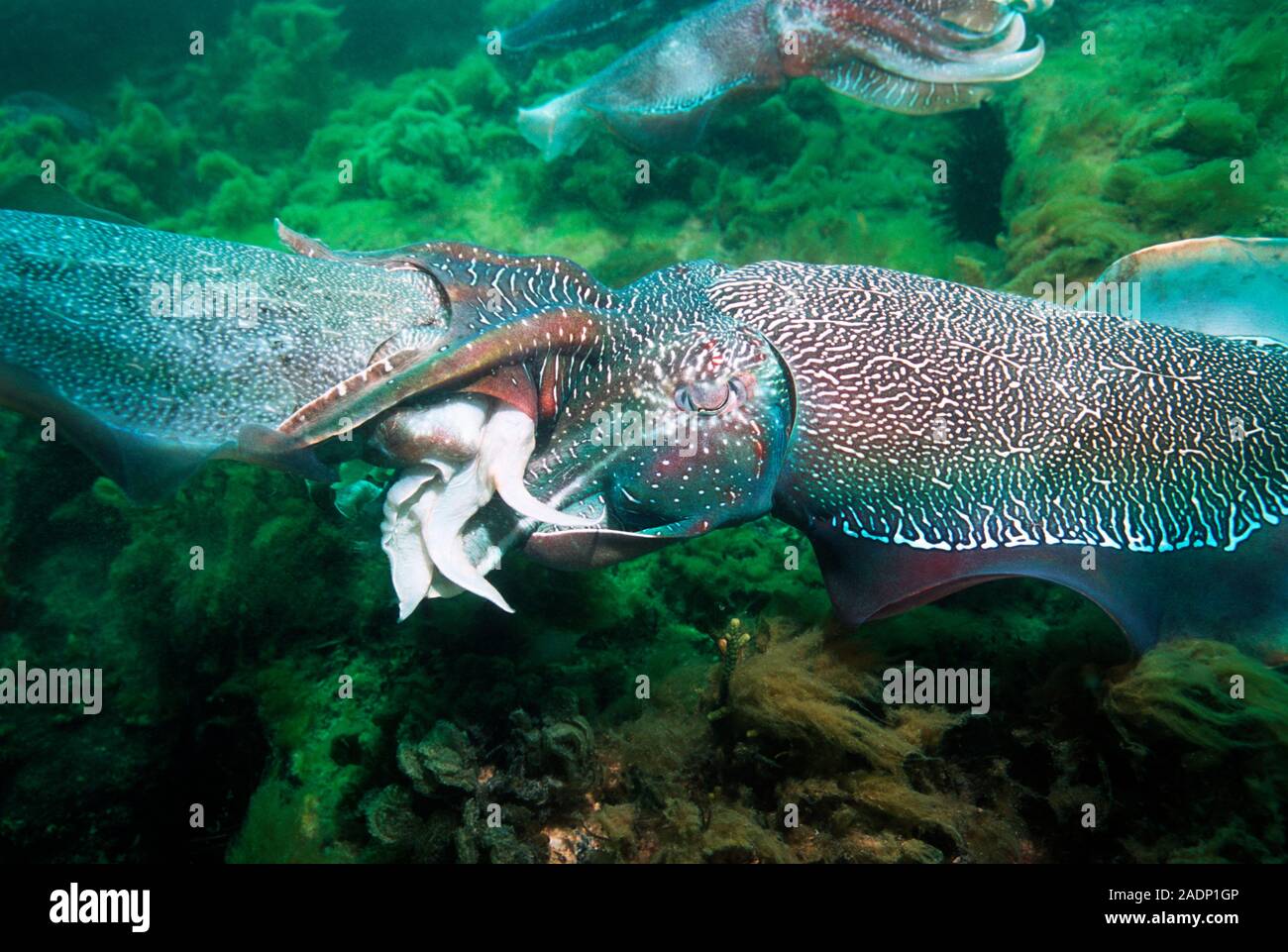 Giant cuttlefish (Sepia apama) couple mating. During mating, the male ...