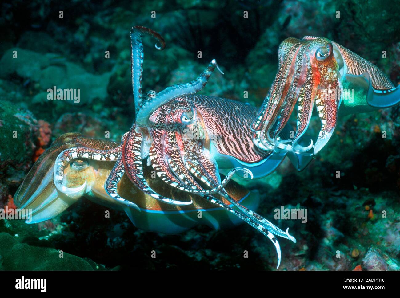 Pharaoh cuttlefish (Sepia pharaonis) mating. The male at centre is ...