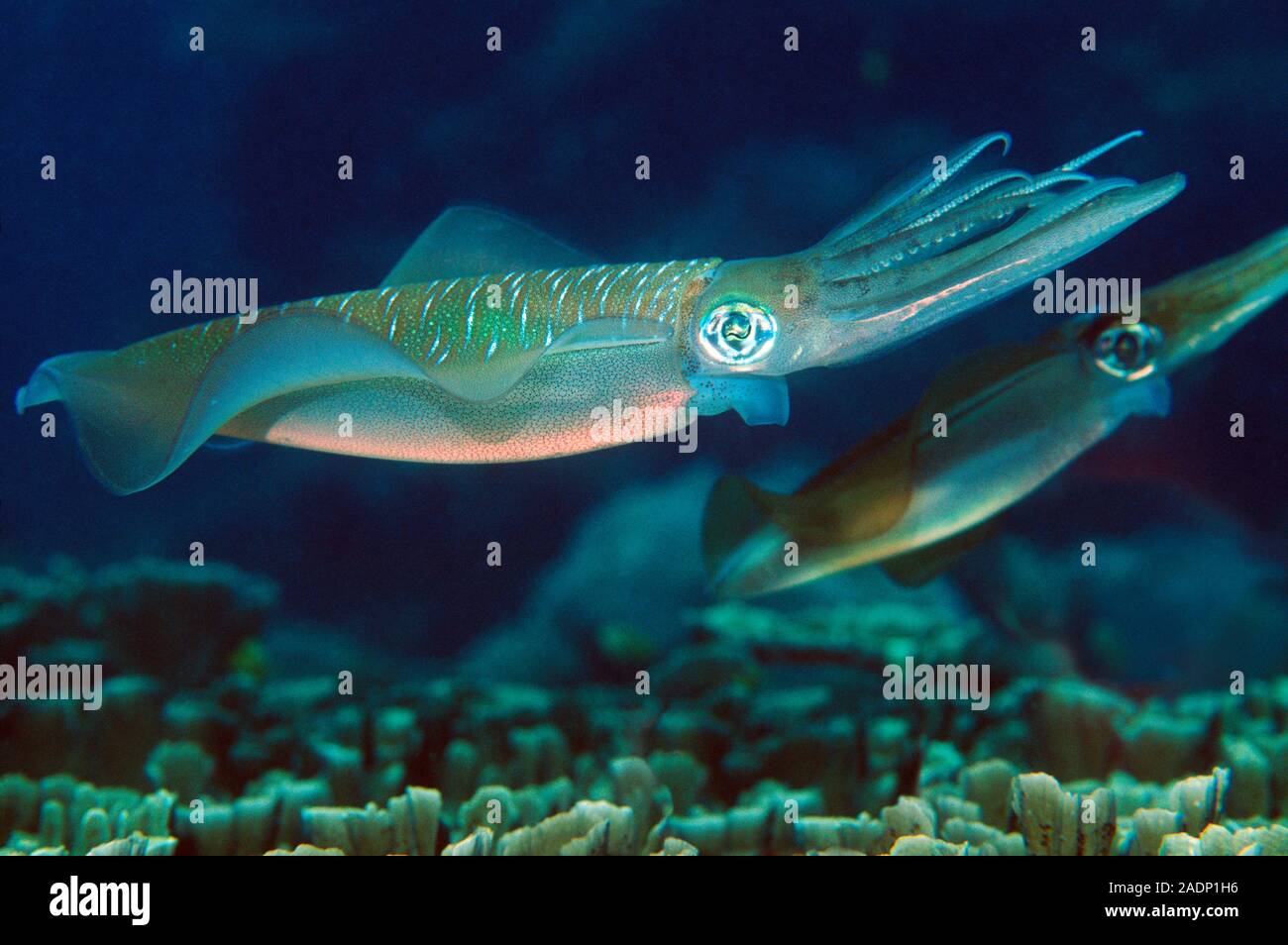 Bigfin reef squid (Sepioteuthis lessoniana). This squid inhabits coral ...
