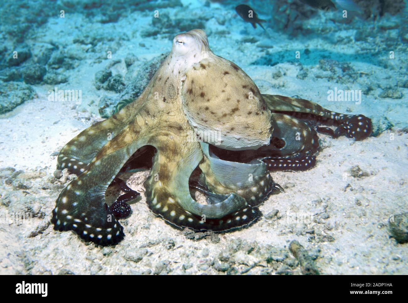 Day octopus (Octopus cyanea). This octopus is also known as the common reef octopus ...