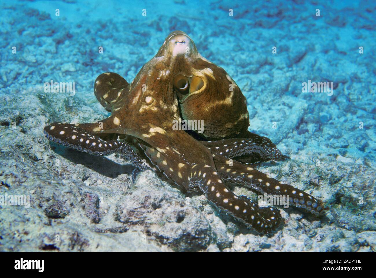 Day octopus (Octopus cyanea). This octopus is also known as the common ...