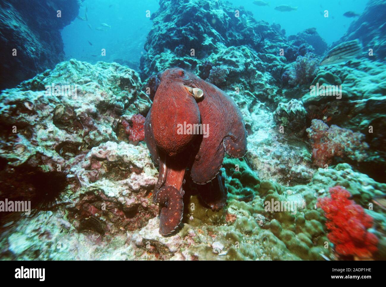 Day octopus (Octopus cyanea). This octopus is also known as the common ...